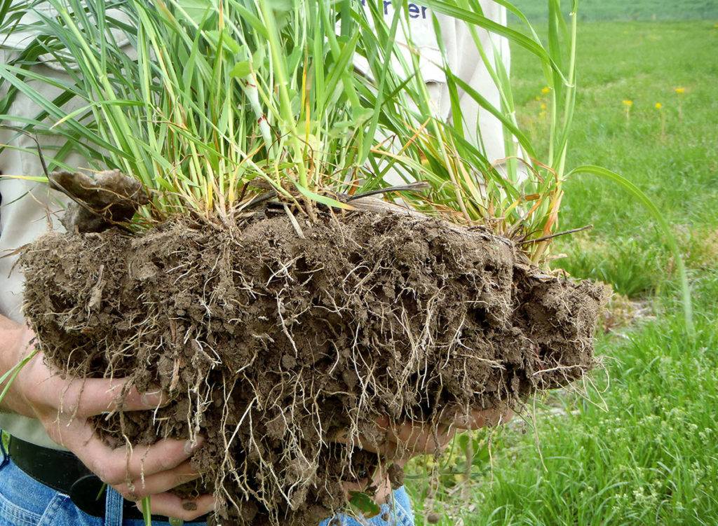 Home - Advance Cover Crops
