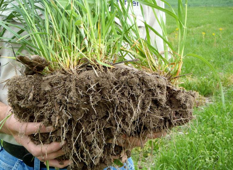 Home - Advance Cover Crops